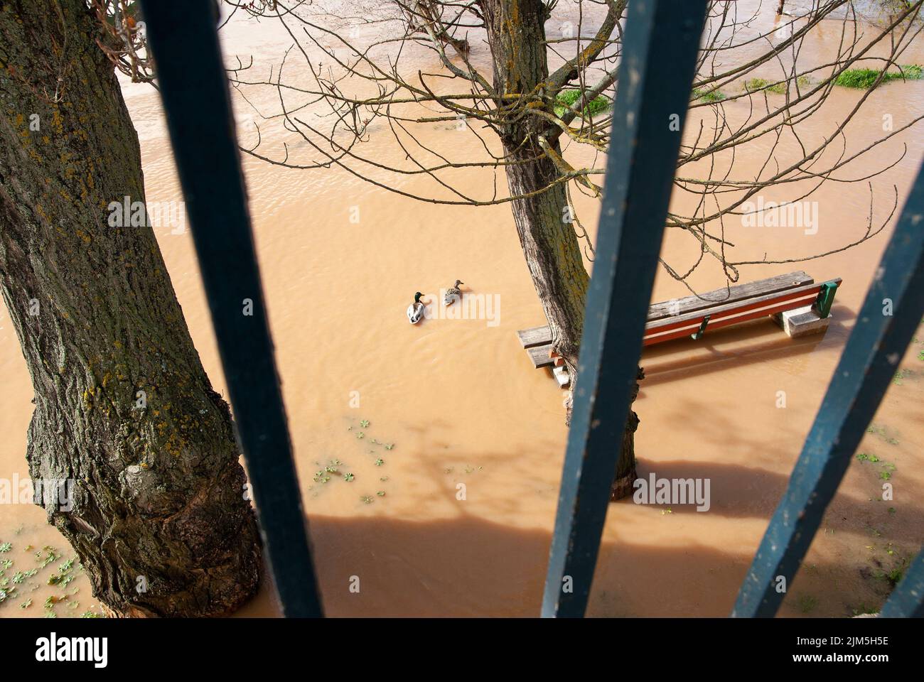 A top view of a park bench with ducks swimming in the river during ...