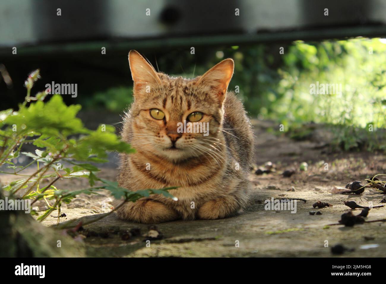A portrait of a brown, tabby cat lying on the ground Stock Photo - Alamy