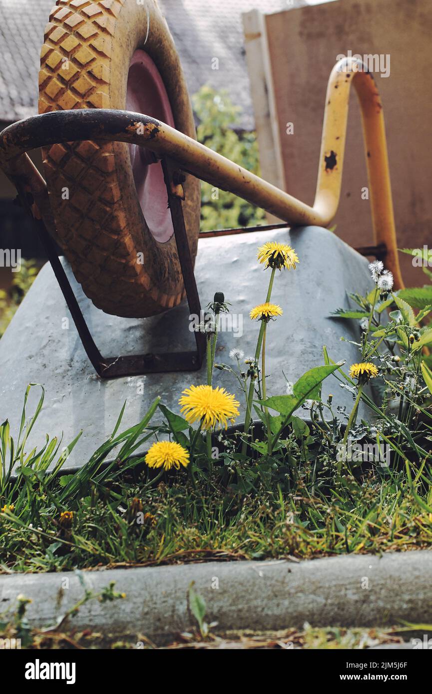 A vertical shot of an upside-down wheelbarrow with yellow dandelions in ...