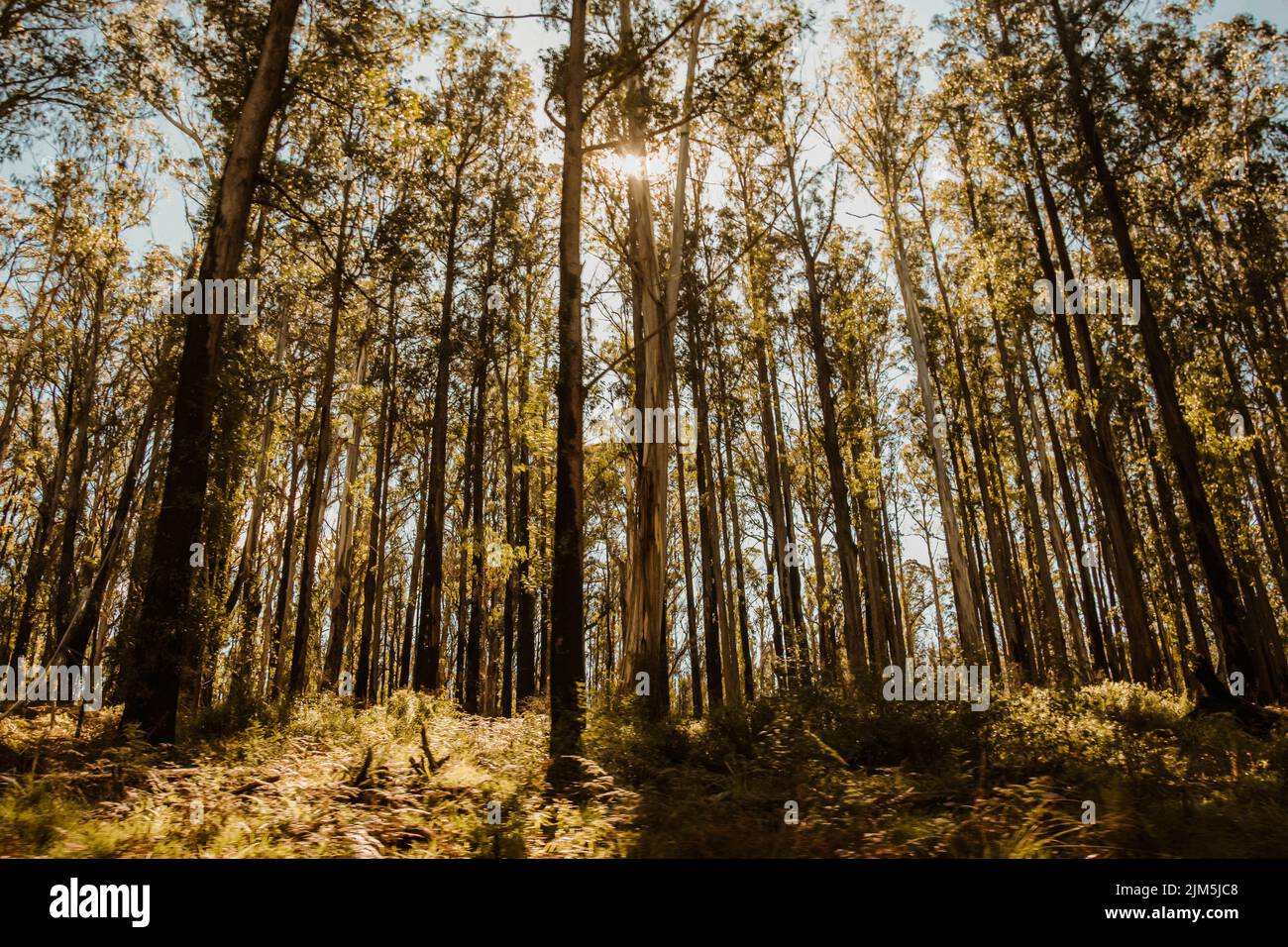 A scenic view of tall wooden trees with leaves in a forest in a ...