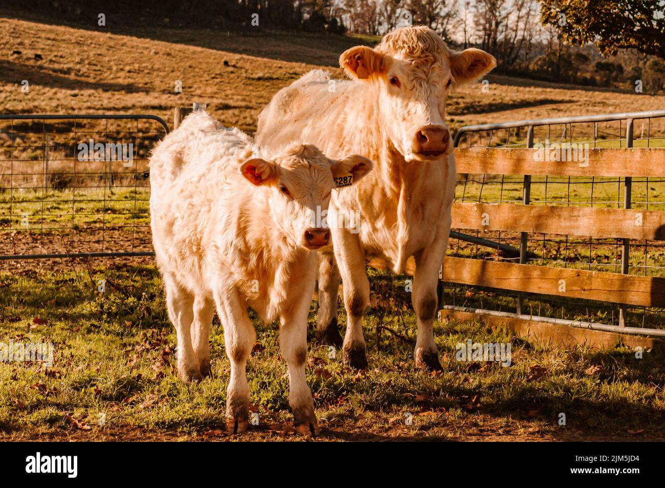 Two cows on a farm in Cathcart, NSW Stock Photo - Alamy