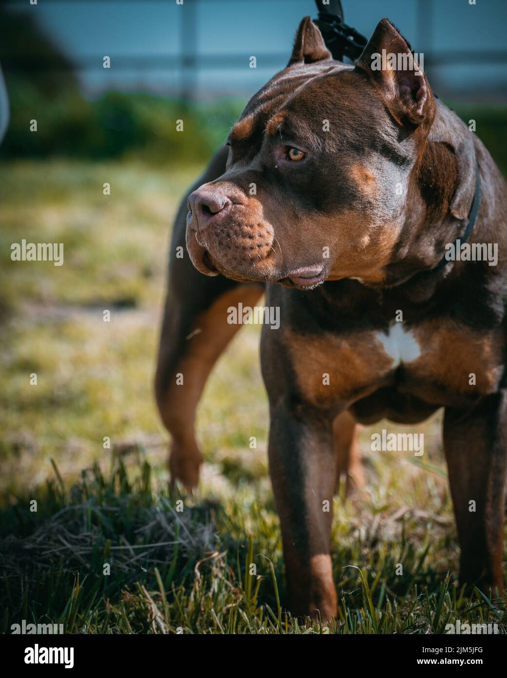 Xl bully hi-res stock photography and images - Alamy