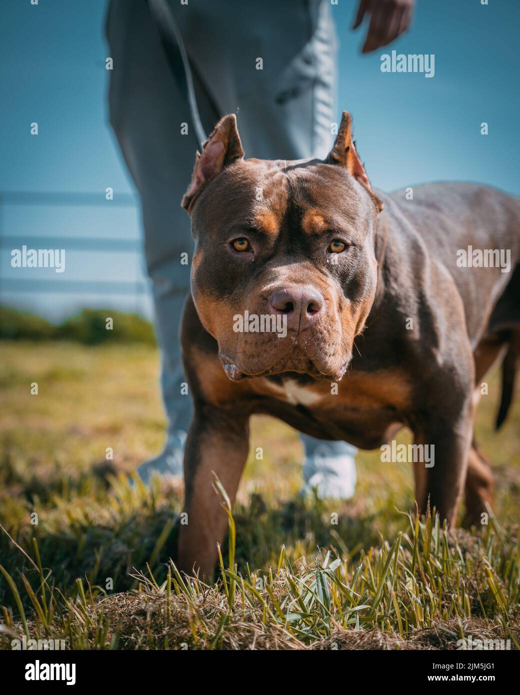 Xl bully dog hi-res stock photography and images - Alamy