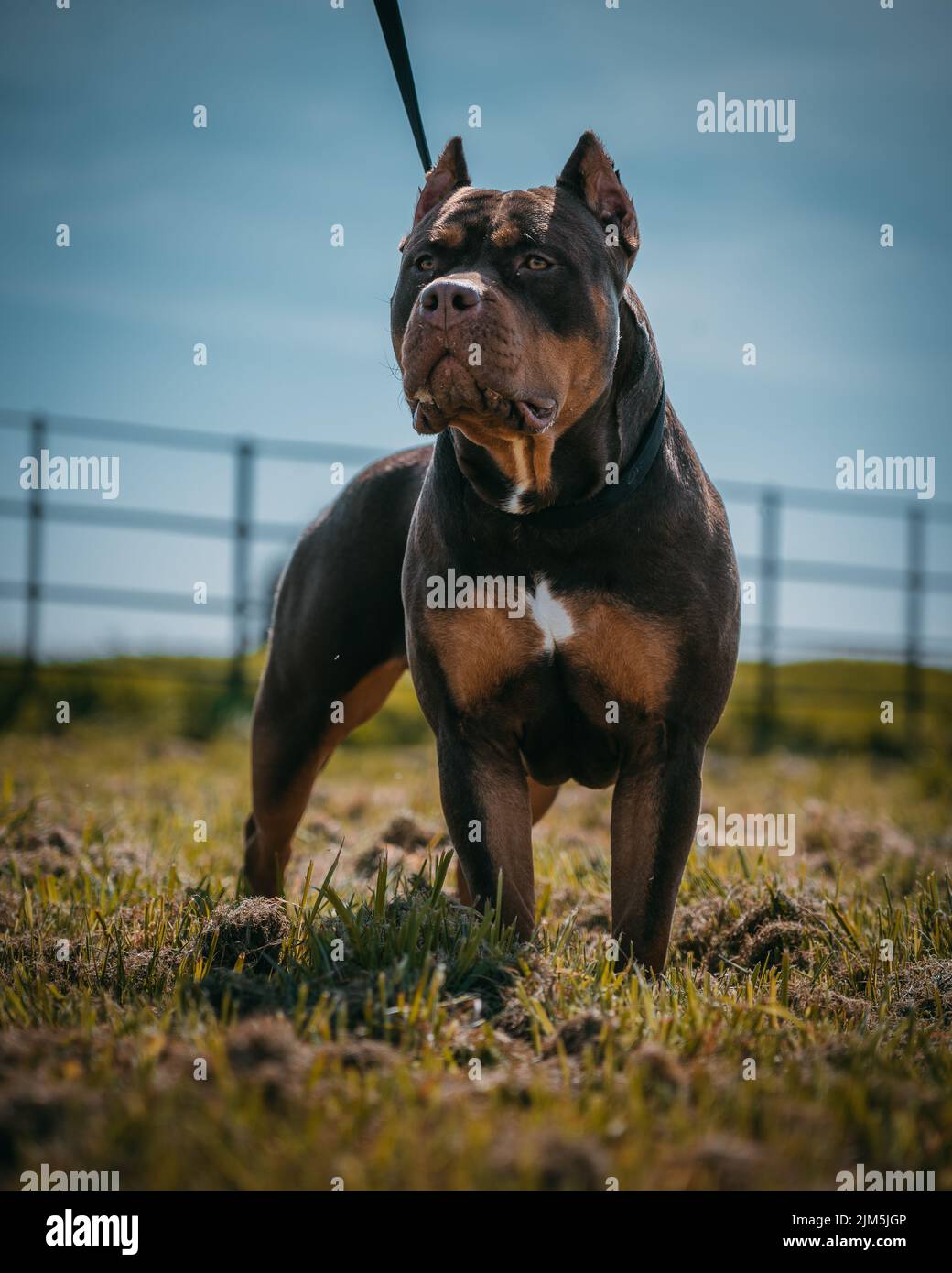 Xl bully hi-res stock photography and images - Alamy