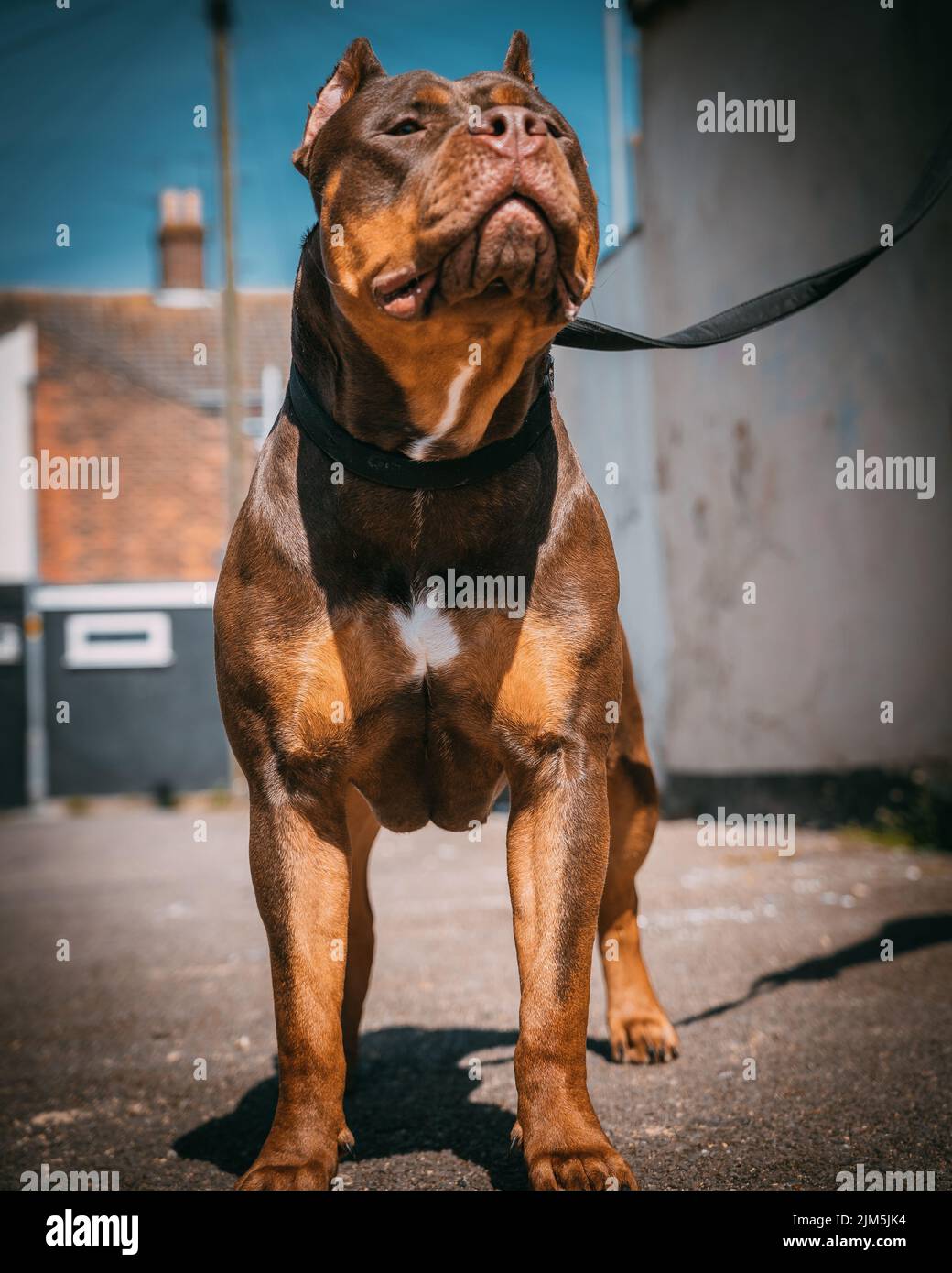 A beautiful dark brown XL Bully dog with the leash and cut made ears ...