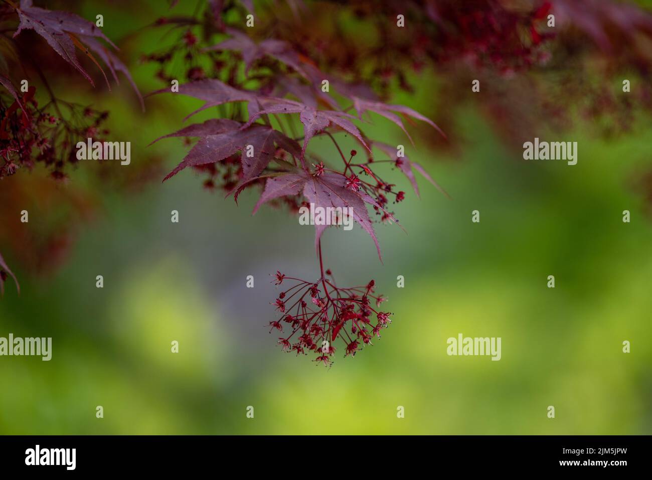 A selective of Japanese maple branch of a tree Stock Photo - Alamy