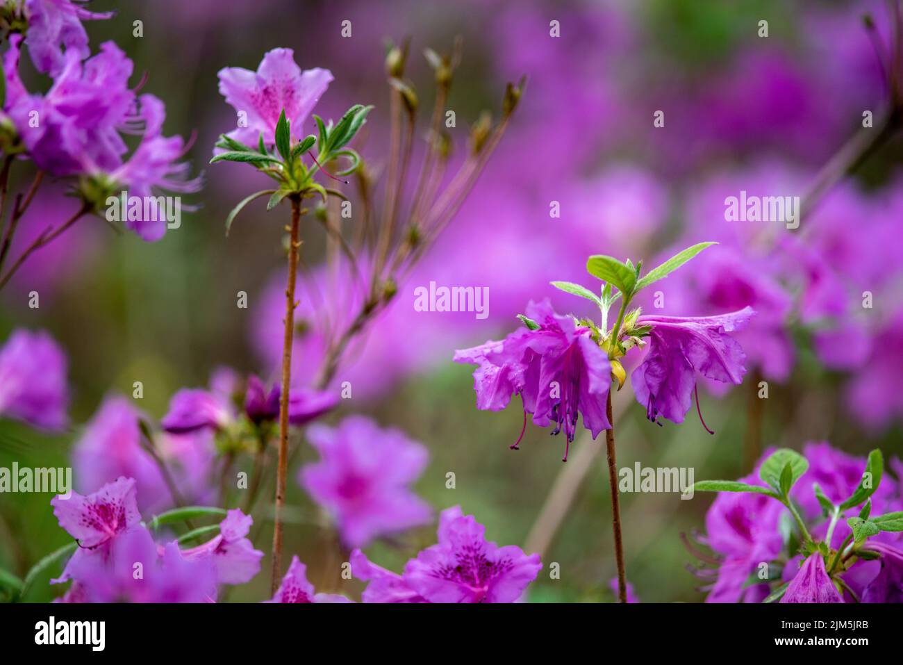A selective of Ledum flowers Stock Photo - Alamy