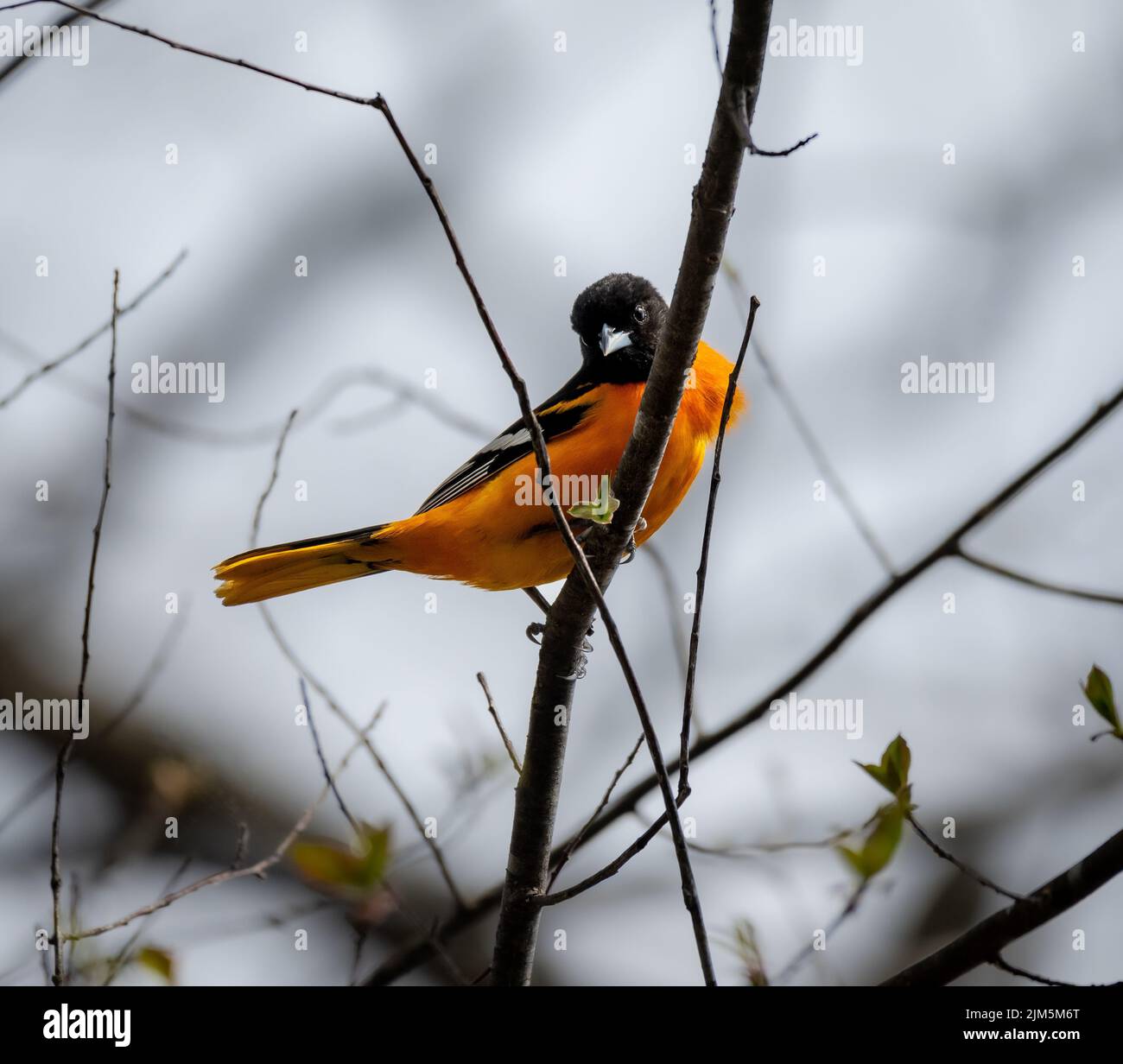 A closeup of a cute Baltimore oriole bird perching on a leafless tree ...