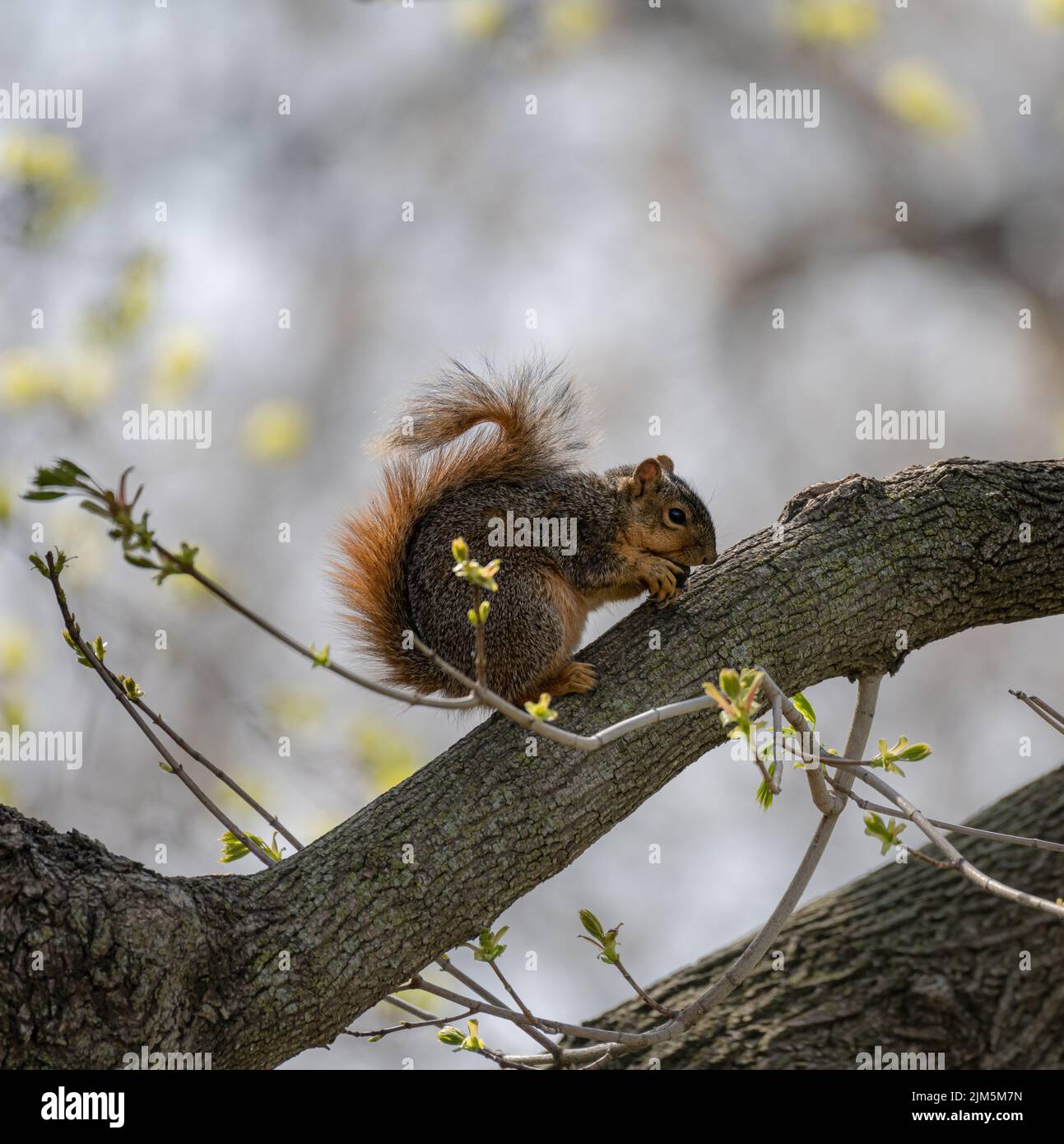A vertical shot of an adorable brown squirrel standing on the tree ...