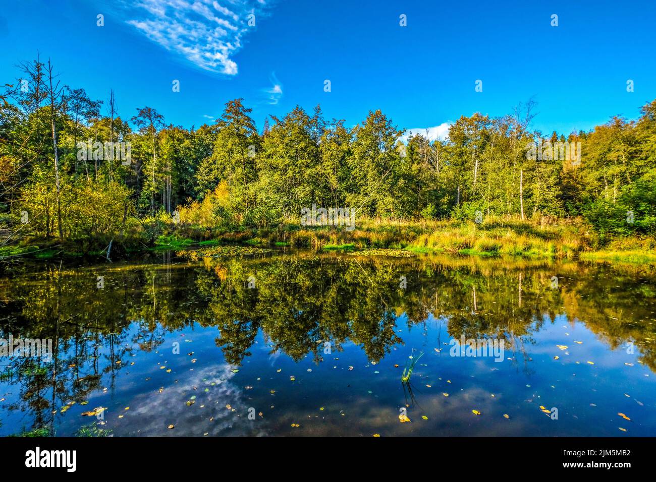 A beautiful view of a calm lake surrounded by trees Stock Photo - Alamy