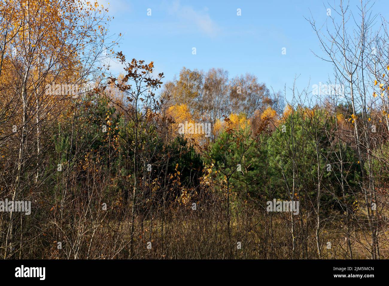trees in the autumn season with changing foliage Stock Photo - Alamy