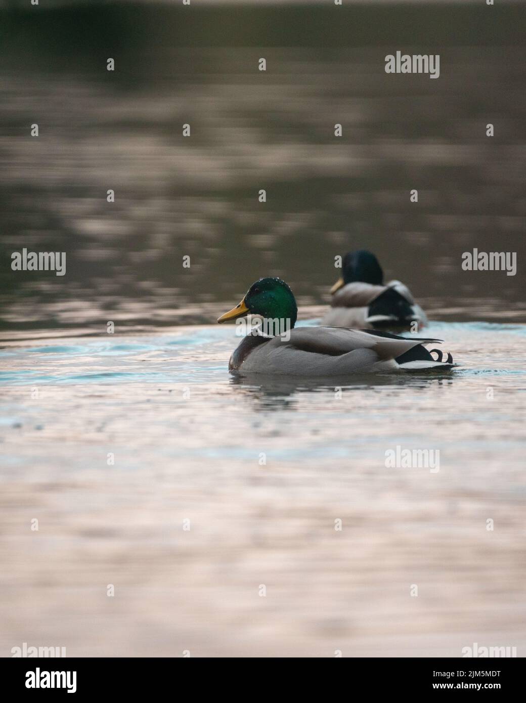 A closeup of Mallards in a lake Stock Photo - Alamy