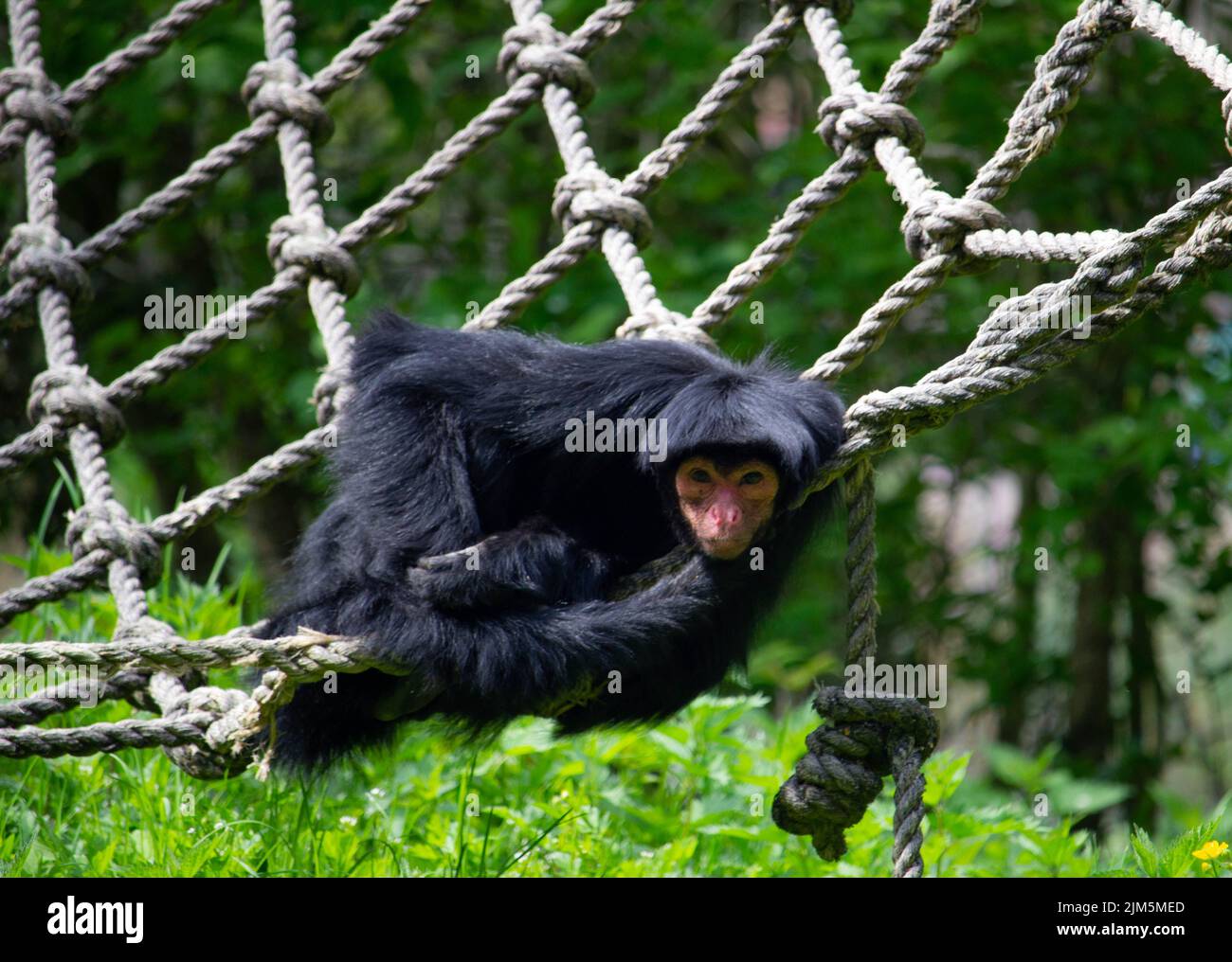 A red-faced spider monkey lying on rope net Stock Photo - Alamy