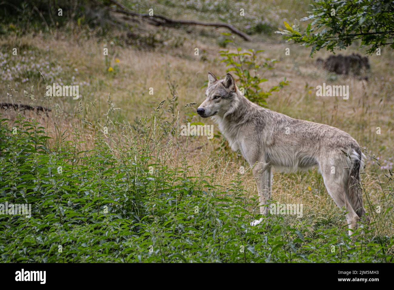 A beautiful shot of a Northwestern wolf standing prideful in a field ...