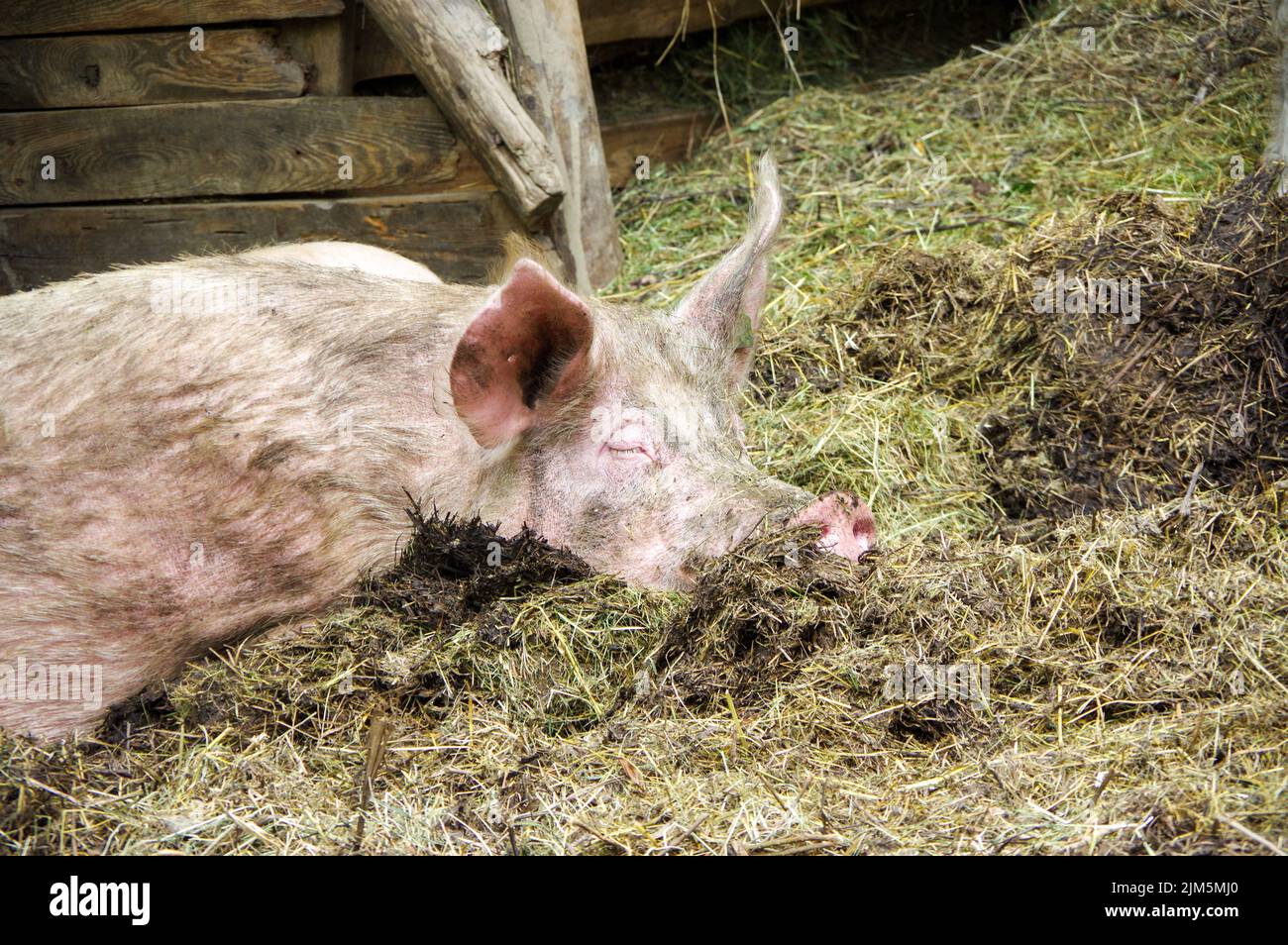 Pig farm sleeping in barn hi-res stock photography and images - Alamy