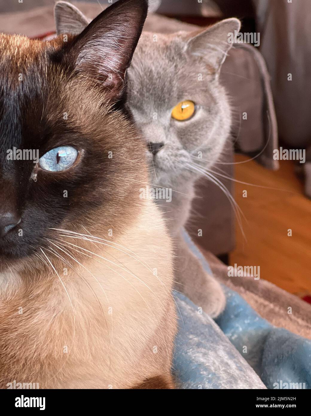A vertical shot of British Shorthair and Siamese cat Stock Photo - Alamy