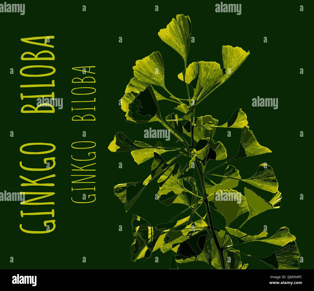 Illustration of fresh bright green ginkgo biloba leaves. Branch of a ...