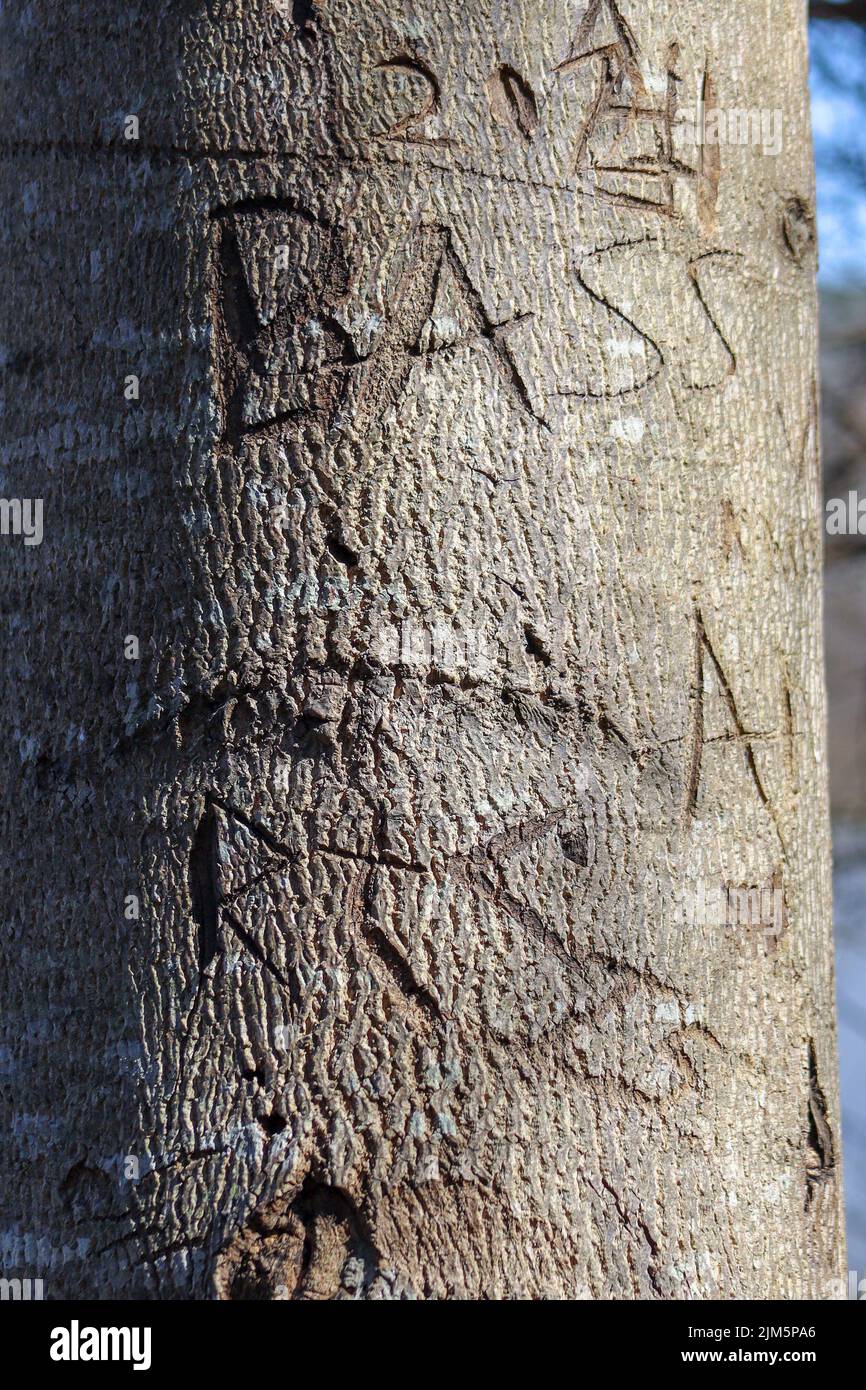 Name carved tree trunk hi-res stock photography and images - Alamy