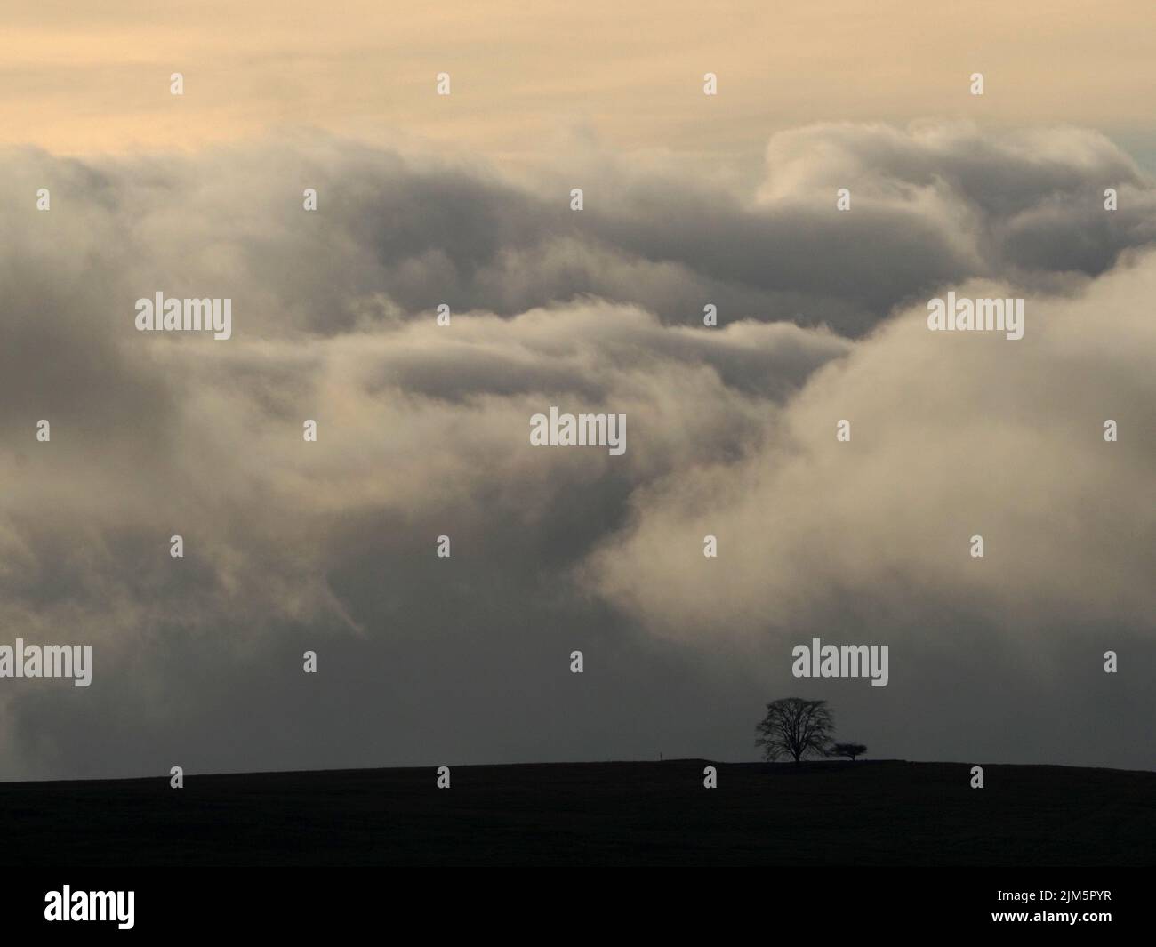 thick bank of stormy Winter cloud silhouetting iconic Elm tree (Ulmus ...