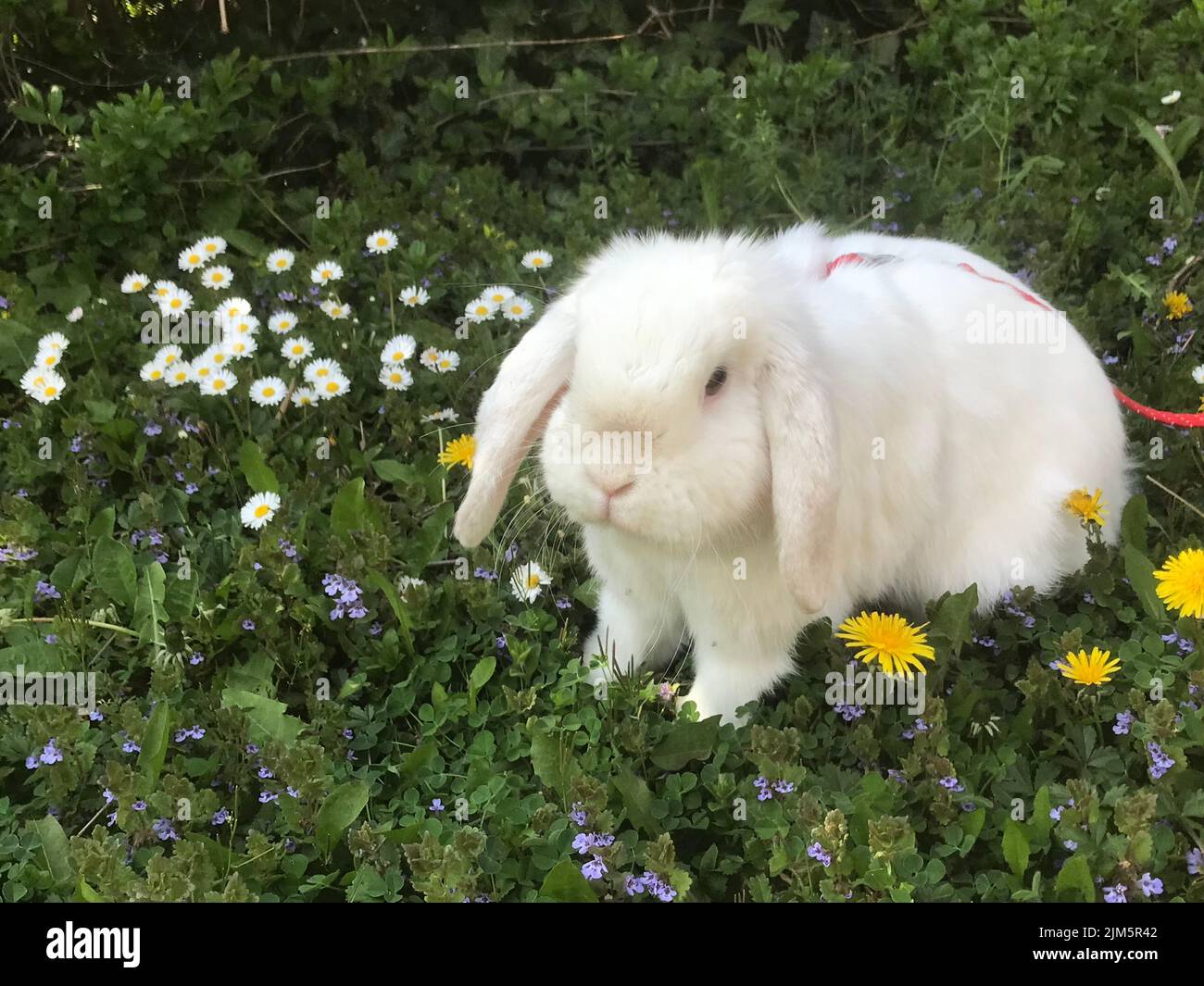 White holland lop hi-res stock photography and images - Alamy