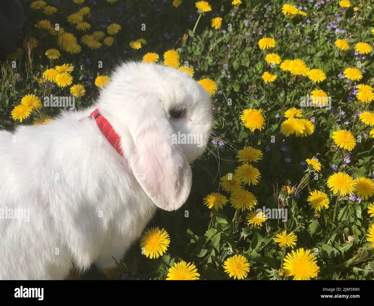 White holland lop hi-res stock photography and images - Alamy