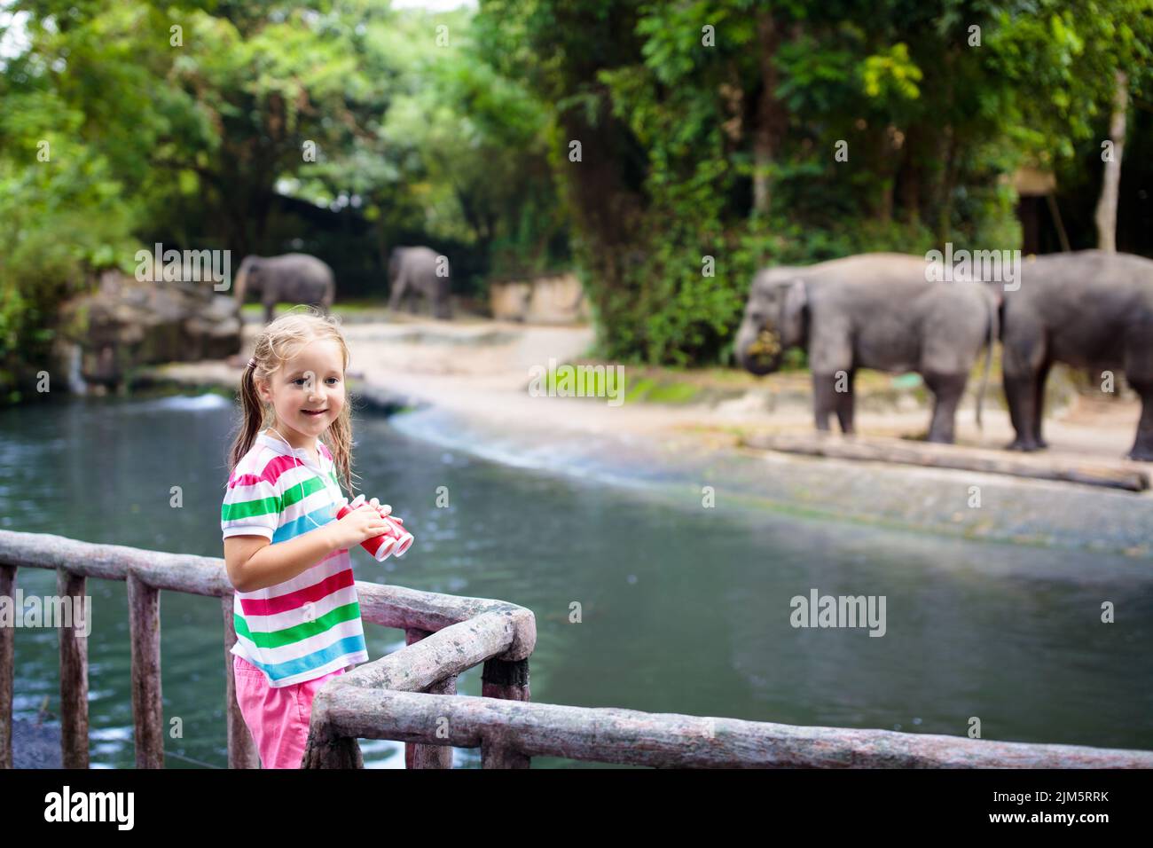 Family feeding elephant in zoo. Children feed Asian elephants in ...