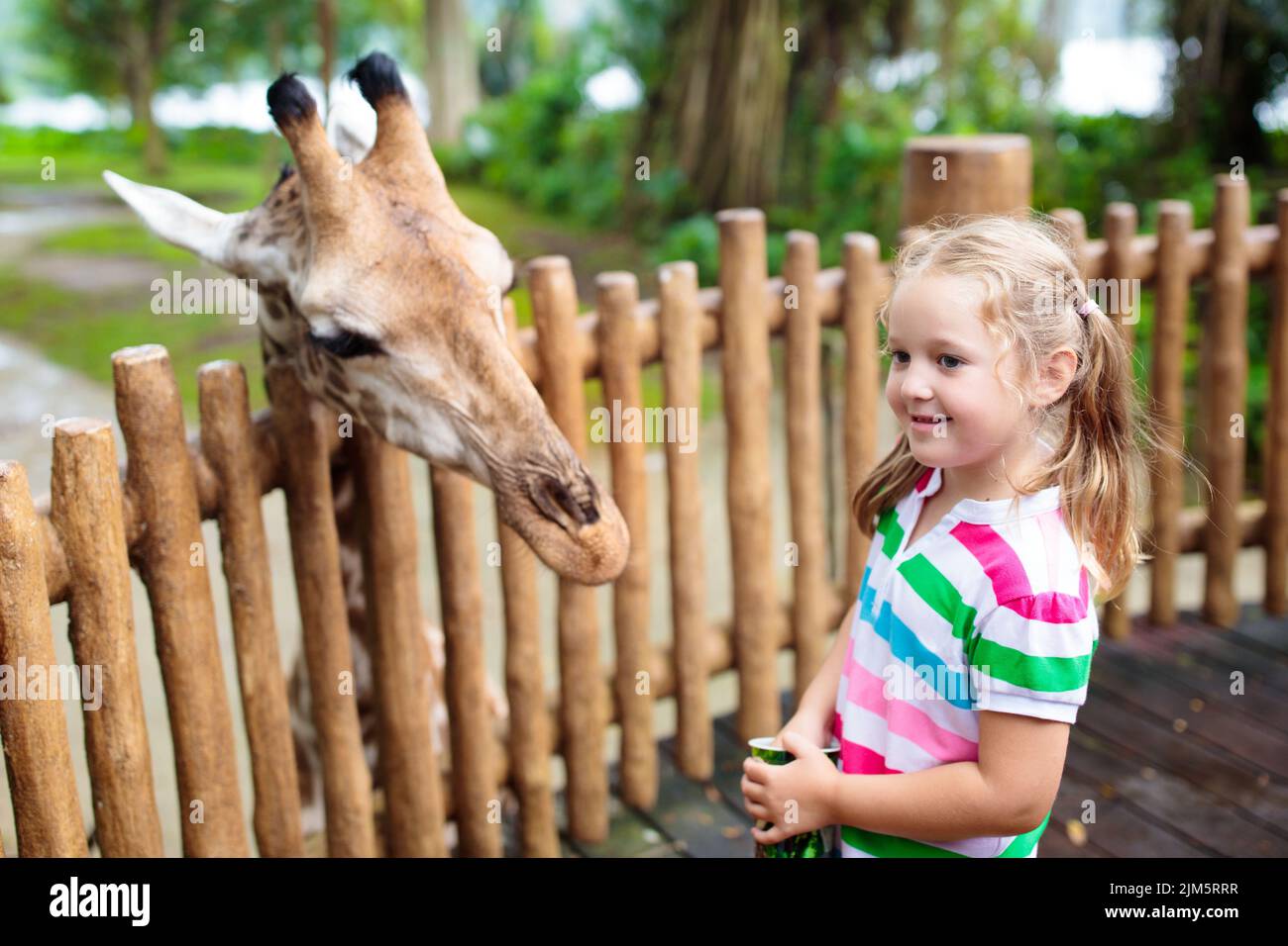 Family feeding giraffe in zoo. Children feed giraffes in tropical ...