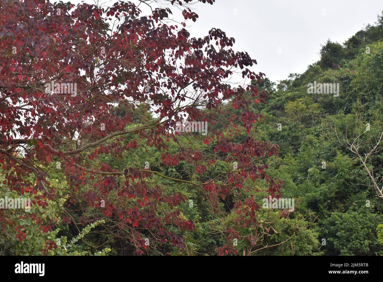 Red leaves tree in Hong Kong forest China Stock Photo - Alamy