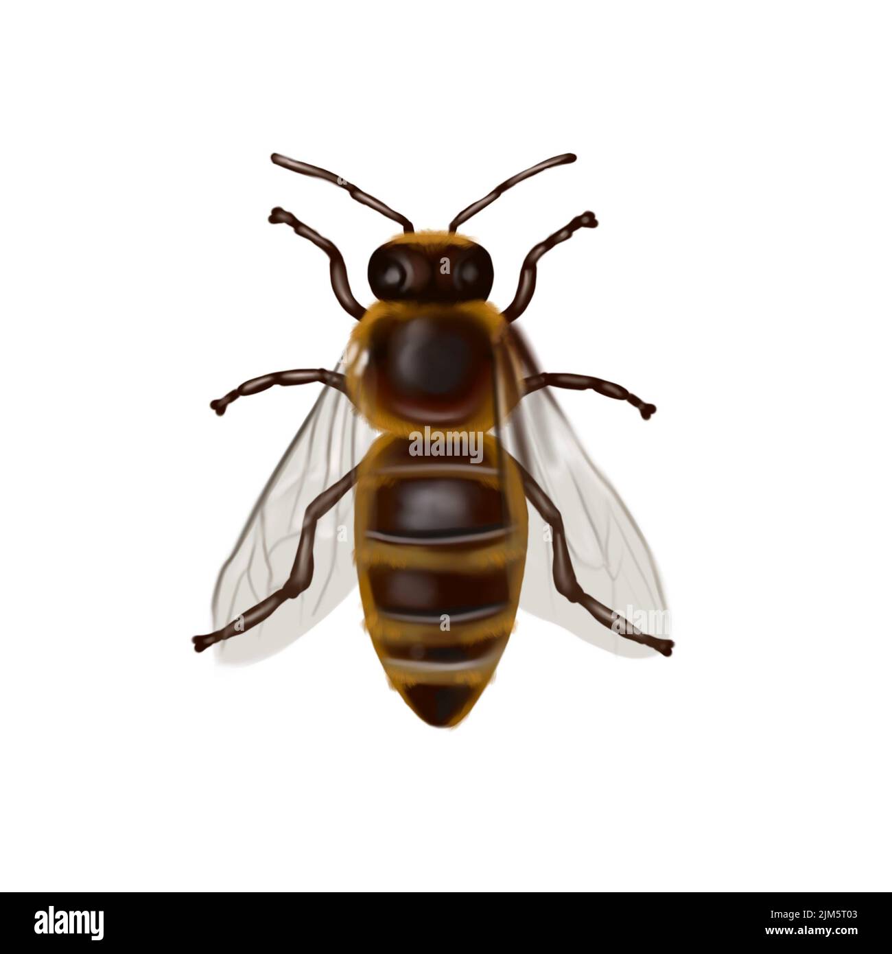 watercolor realistic bee. honey bees isolated Stock Photo - Alamy