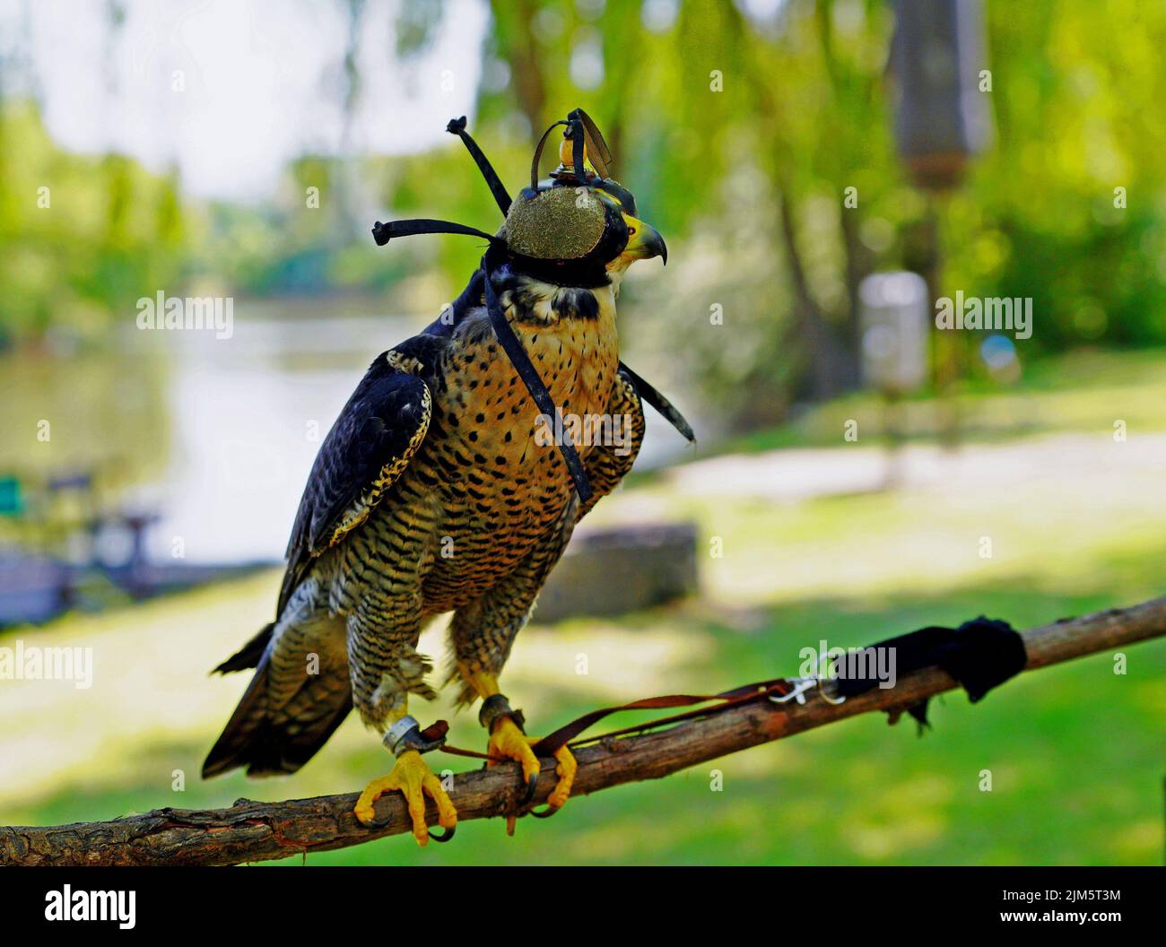 Falcon train hi-res stock photography and images - Alamy
