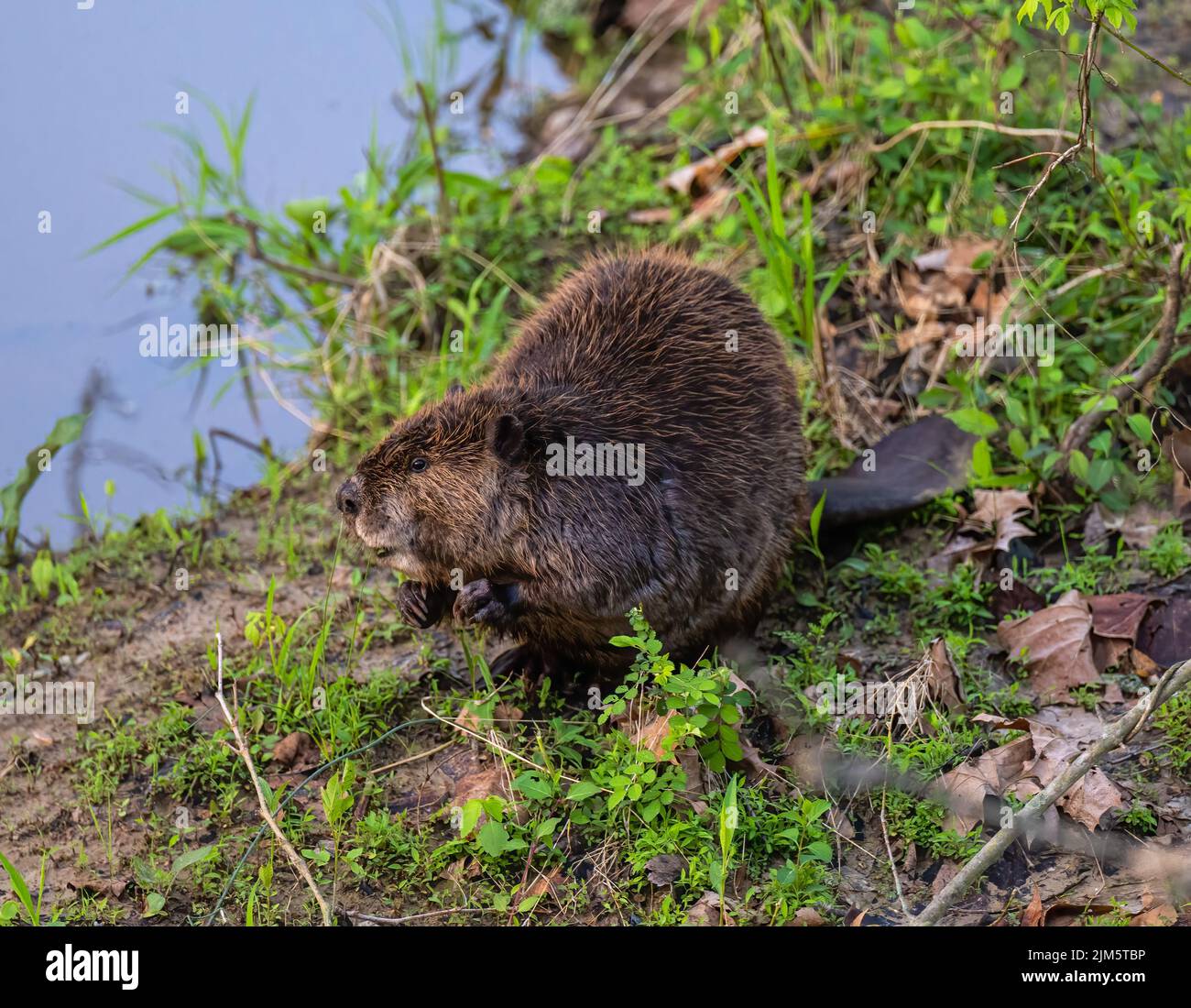 A selective of a beaver on the green grass near the river Stock Photo ...