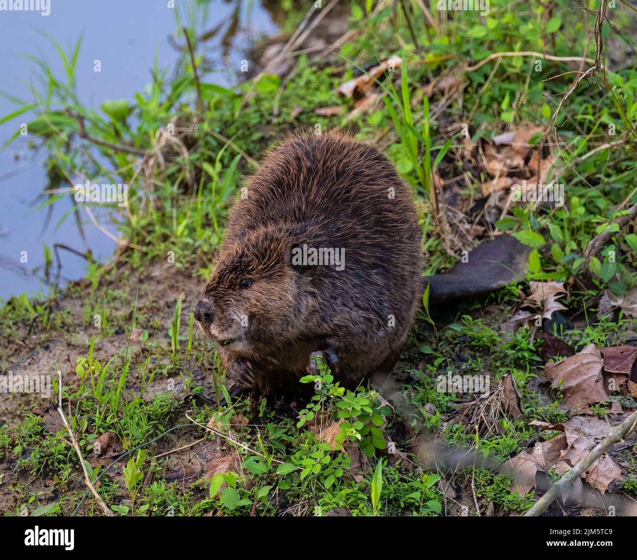 A selective of a beaver on the green grass near the river Stock Photo ...