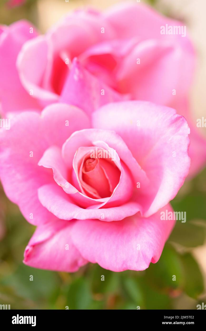 A vertical closeup shot of details on a blooming pink rose Stock Photo ...