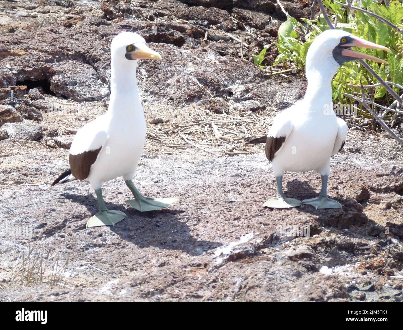 Two blue-footed booby birds in Galapagos Islands, Ecuador Stock Photo ...