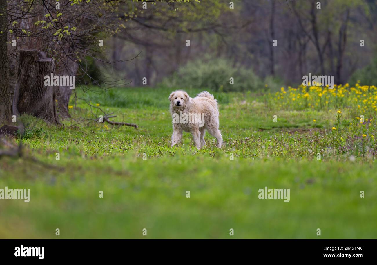 Goldendoodle field hi-res stock photography and images - Alamy