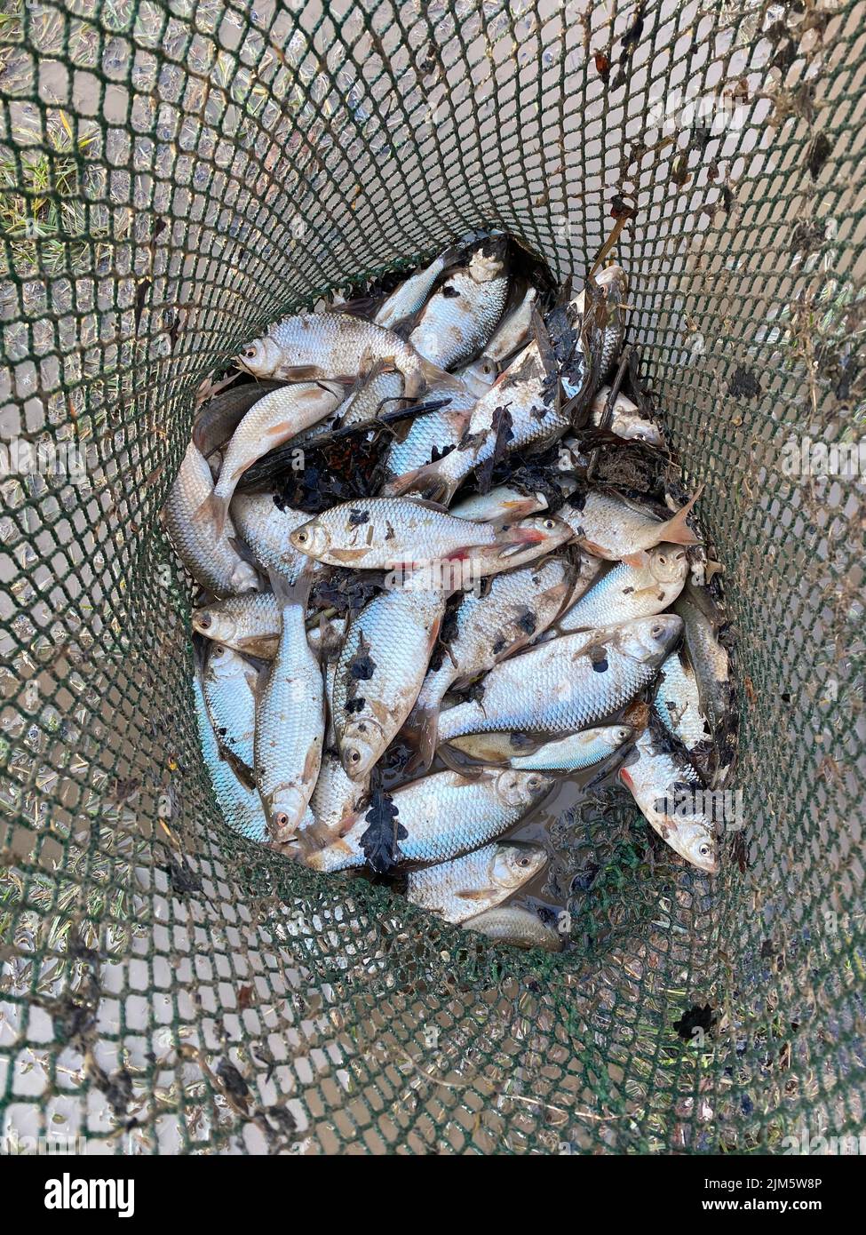 A top view of fishes catch in a fishnet Stock Photo - Alamy