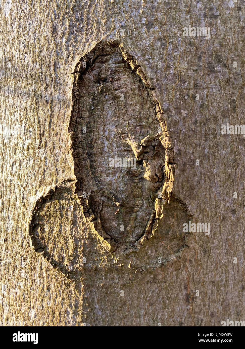 A vertical shot of dried scar in a tree trunk Stock Photo - Alamy