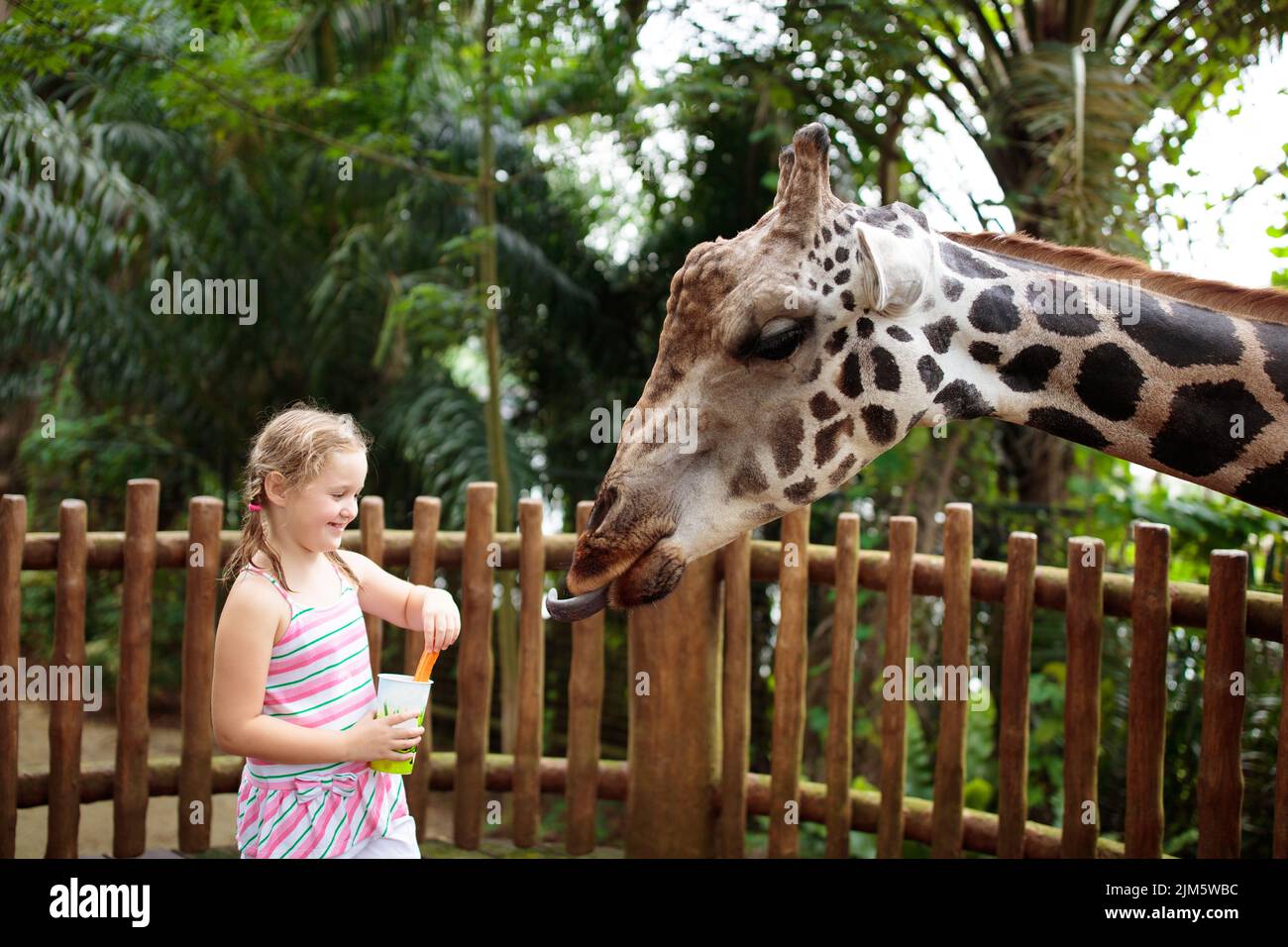 Family feeding giraffe in zoo. Children feed giraffes in tropical ...