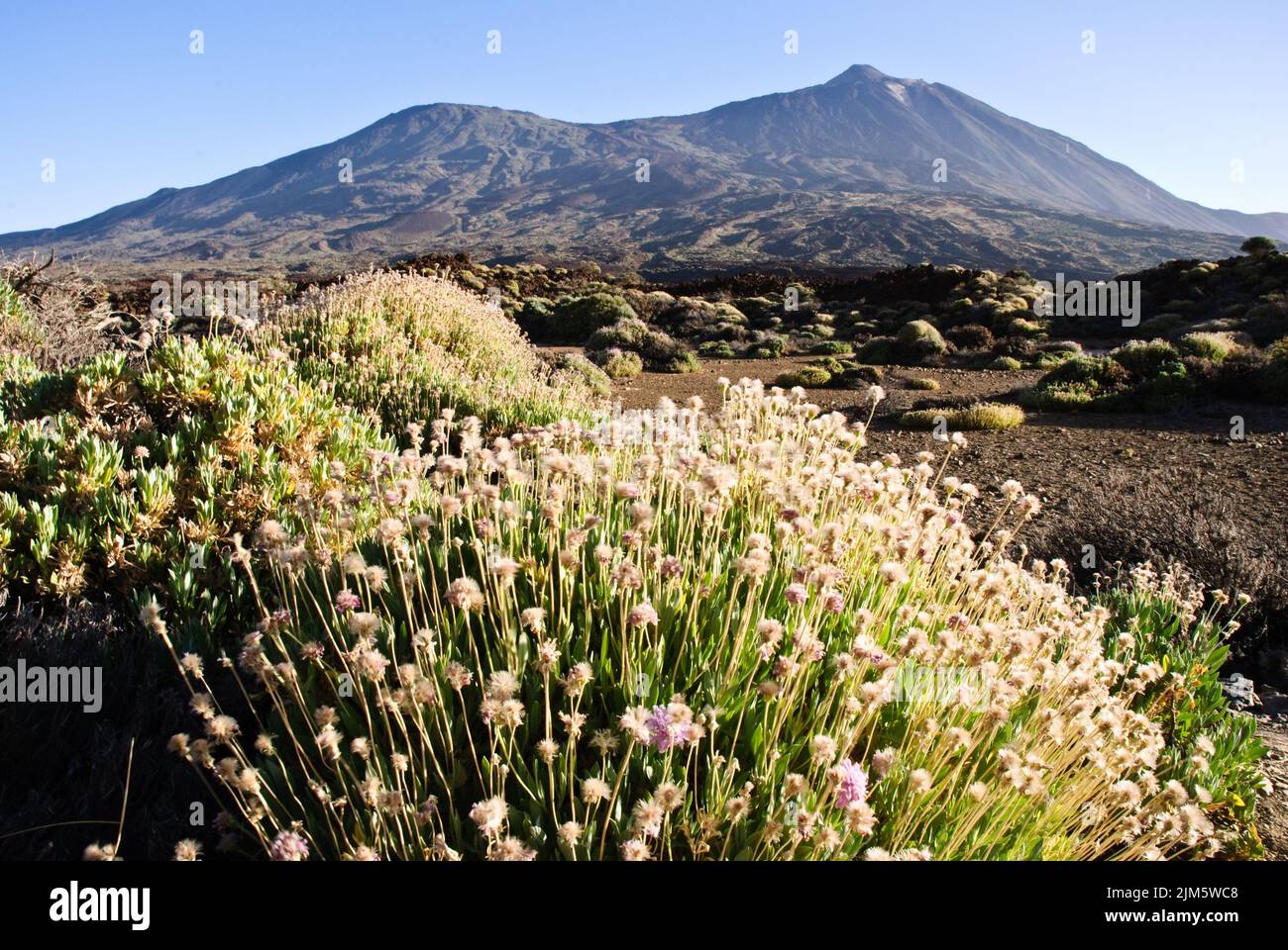 View on El Teide volcano in Tenerife with volcanic grass in front Stock ...