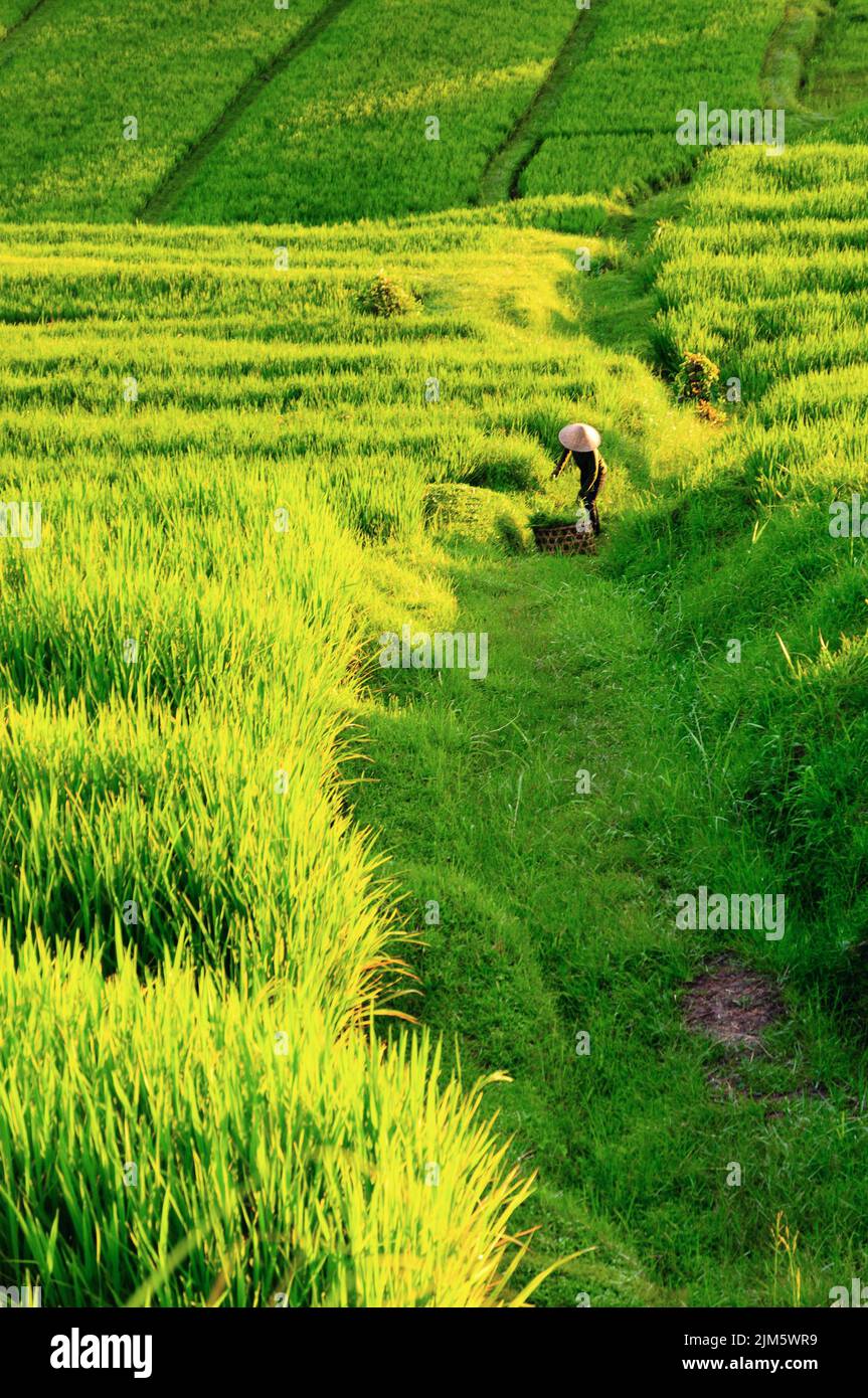 A vertical aerial view of a worker in the rice field Stock Photo - Alamy