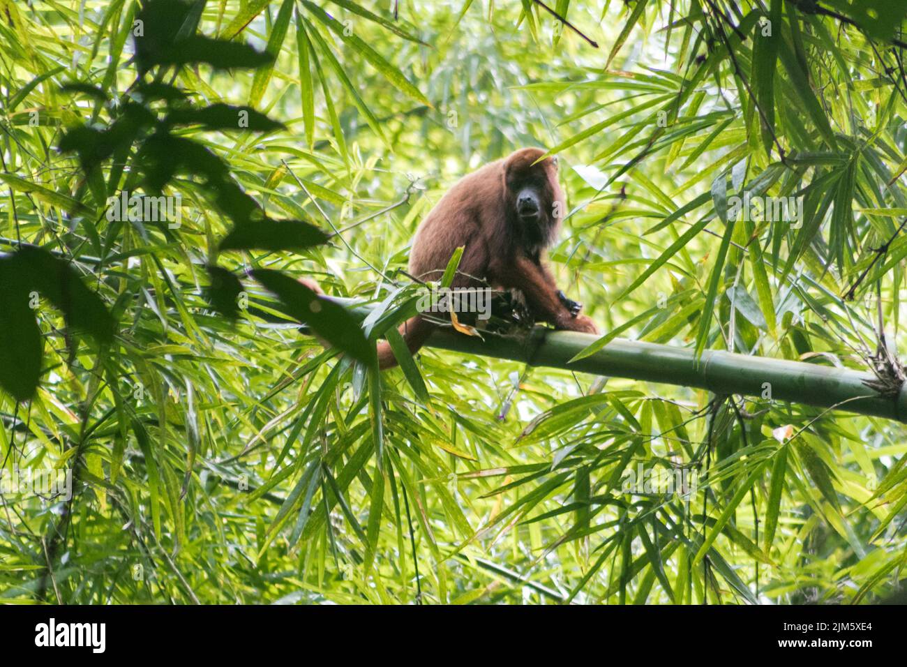 The brown howler (Alouatta guariba) sitting on the tree Stock Photo - Alamy