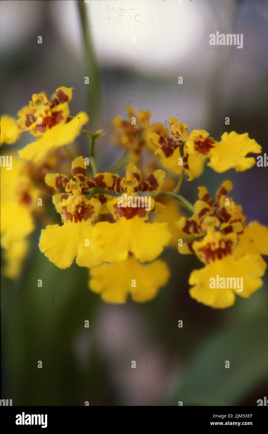 Dancing lady flower hi-res stock photography and images - Alamy