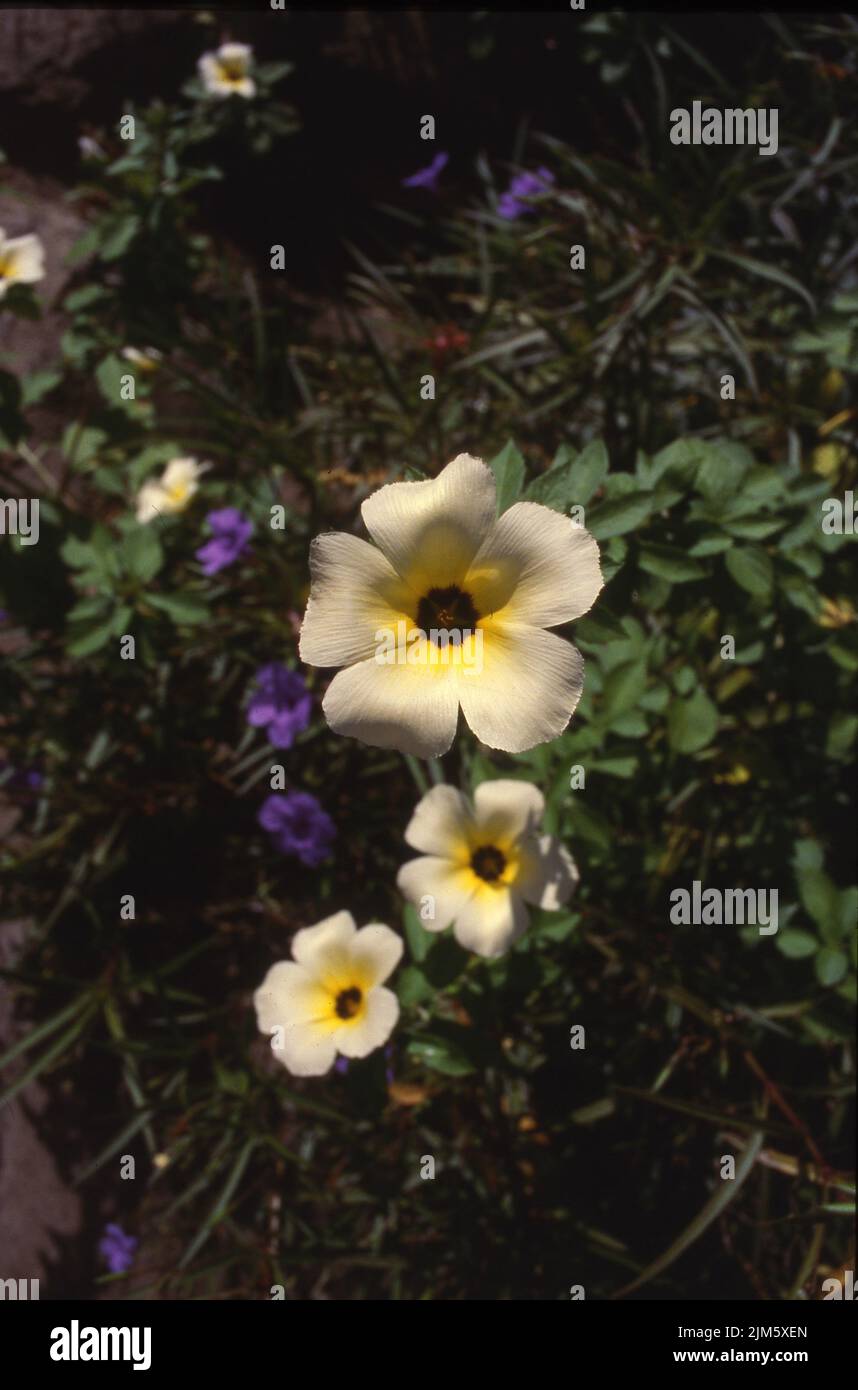 Turnera subulata plant hi-res stock photography and images - Alamy