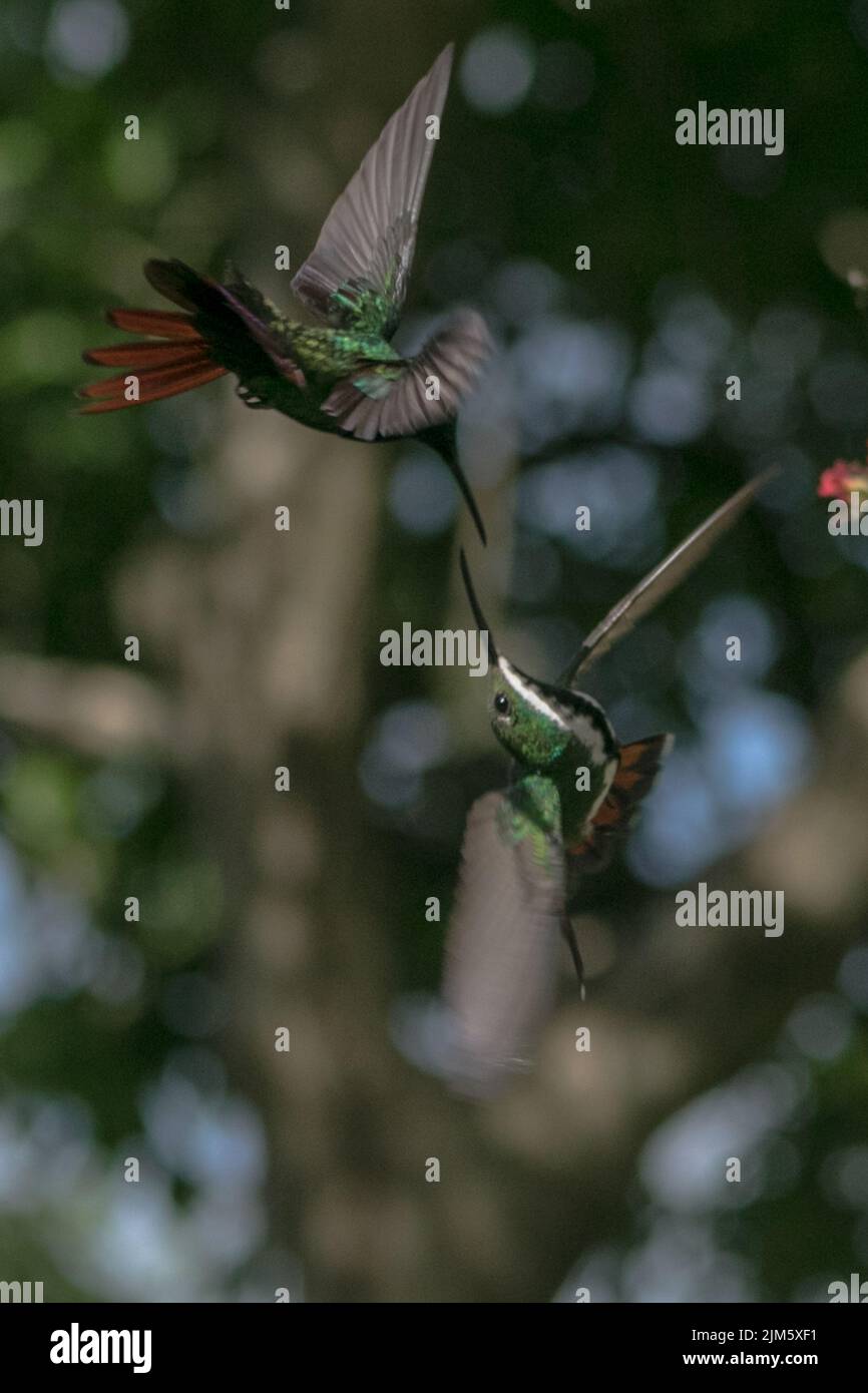 Two cute Hummingbirds flying in natural habitat Stock Photo - Alamy
