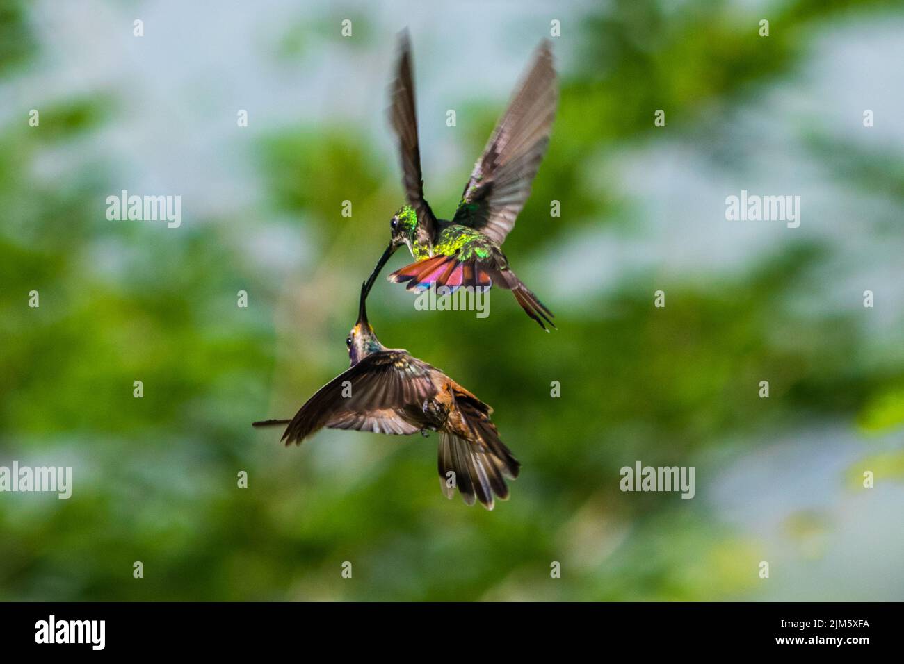 Hummingbirds wings hi-res stock photography and images - Alamy