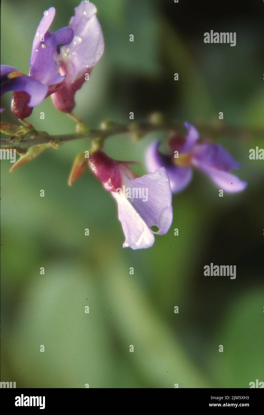 The Lathyrus vernus, the spring vetchling, spring pea, or spring vetch ...