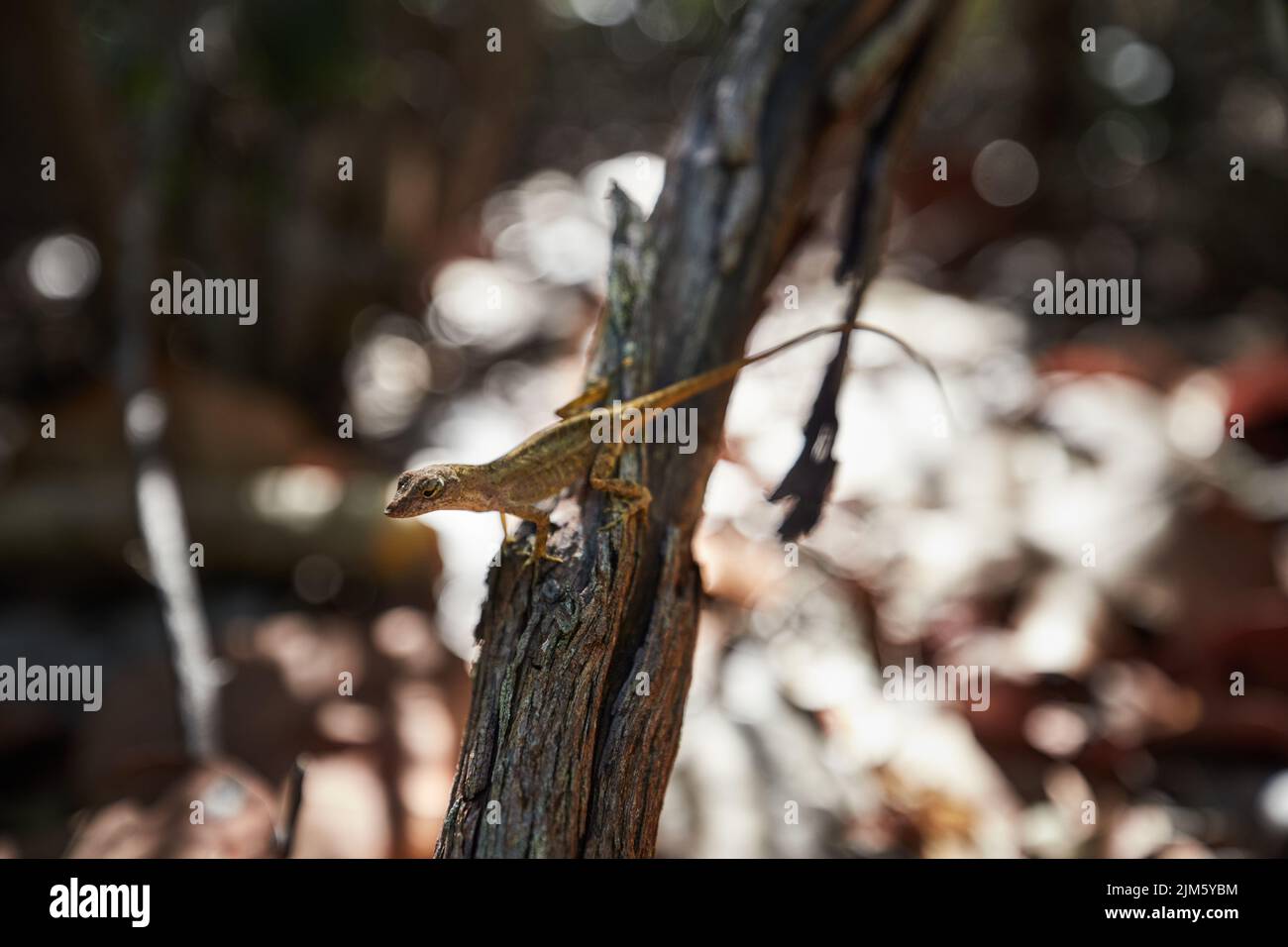 A tiny lizard on a tree in a state park in Florida on a blurred ...