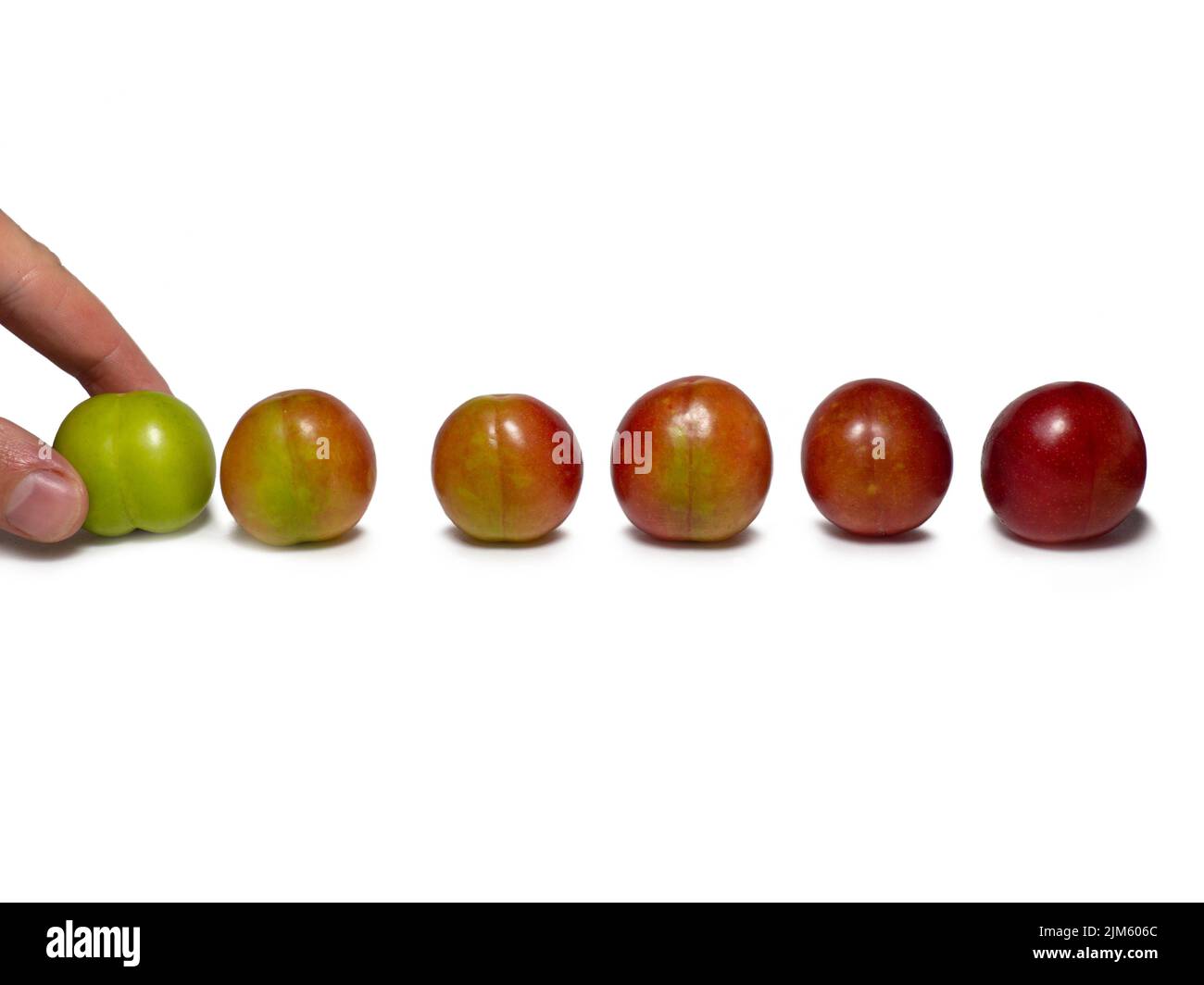 Cherry plum at different stages of maturation.Hand holding fruit. Plum ...