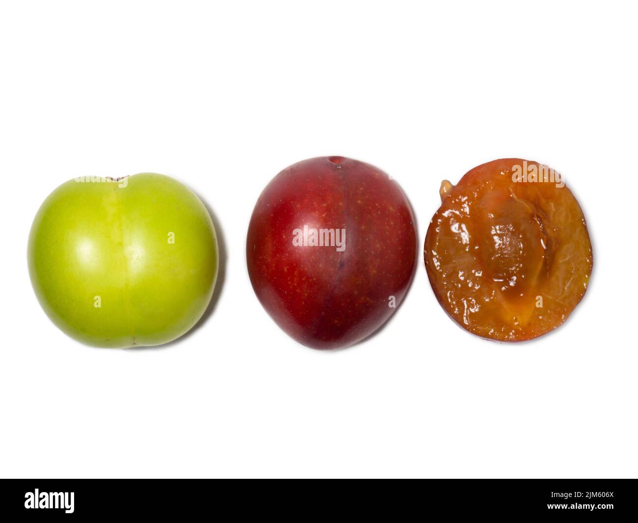 Cherry plum at different stages of maturation. Plum variety. Red and ...