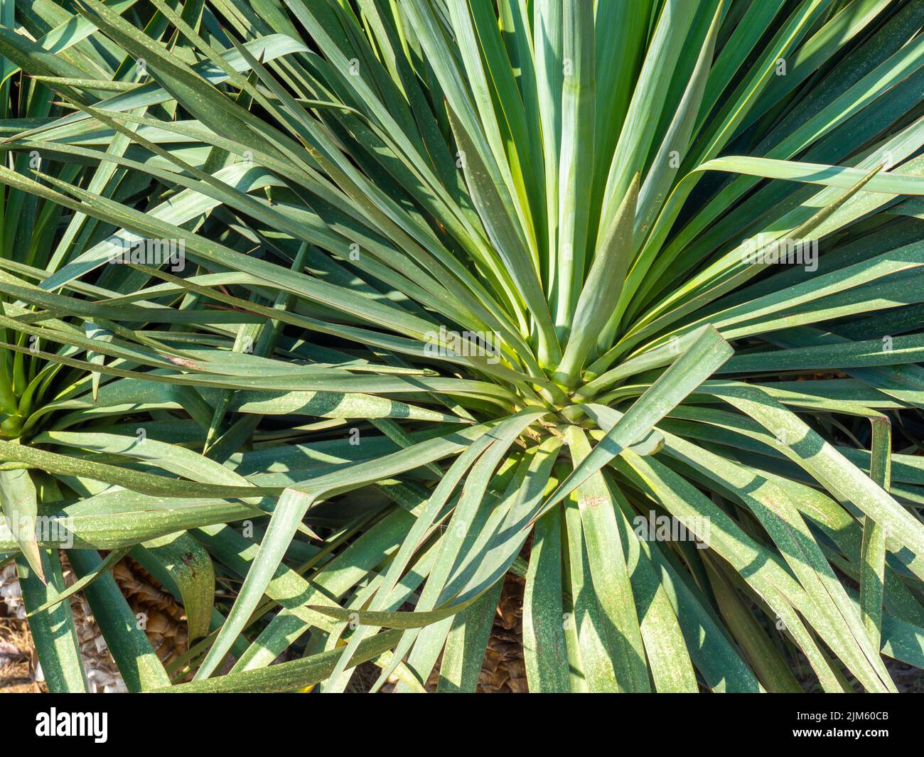 Narrow Long Spiky Palm Leaves Plant Top View Spiny Plant Palm Foliage Natural Background